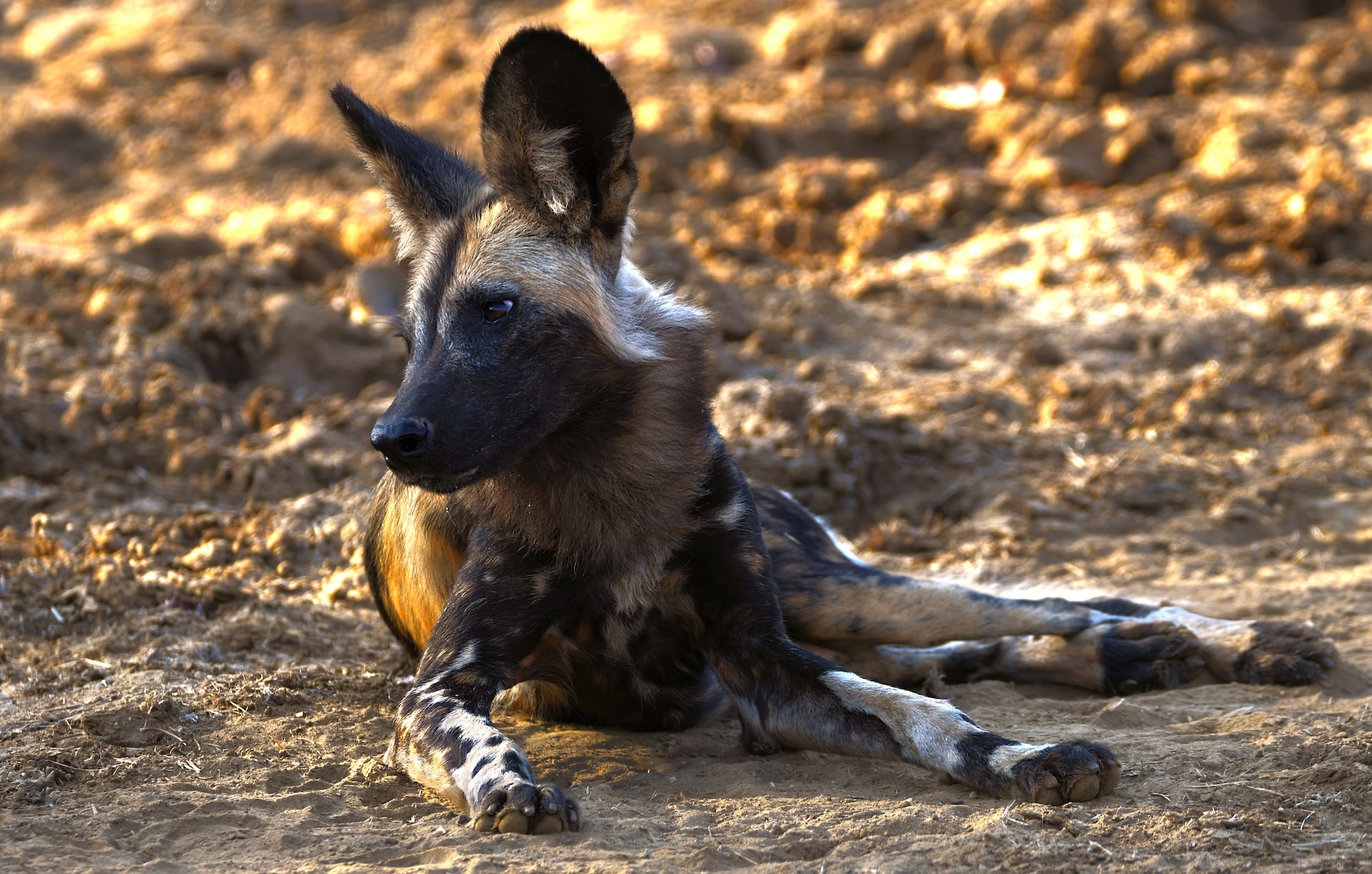 7-Day Kenya Tanzania Safari | Lions, Big Five & Wild Dogs