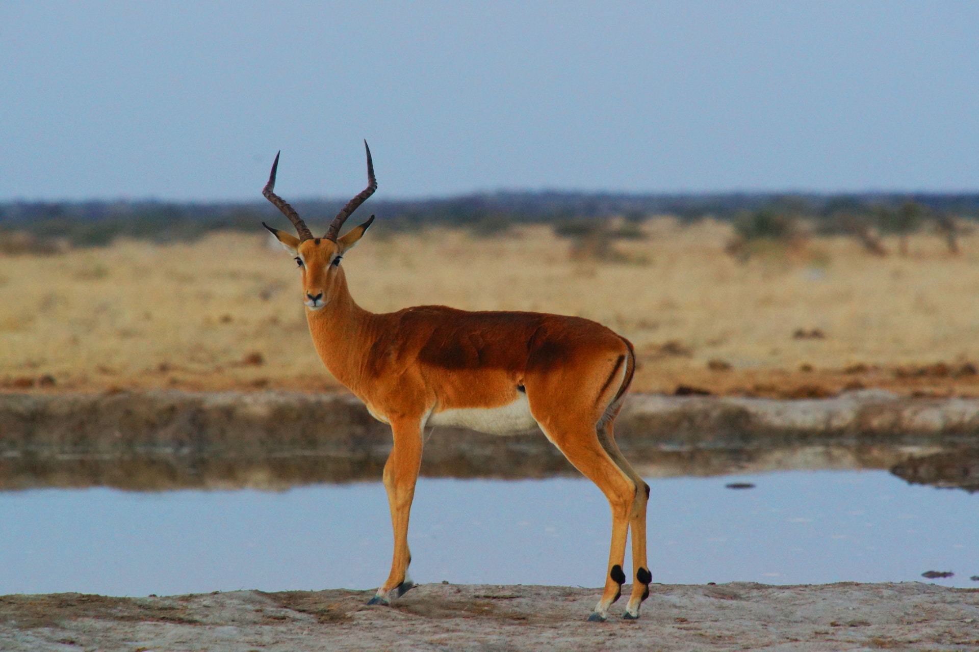 Encounter Antelopes - Maasai Mara Wildlife Wonders | Kenya Masai Mara ...