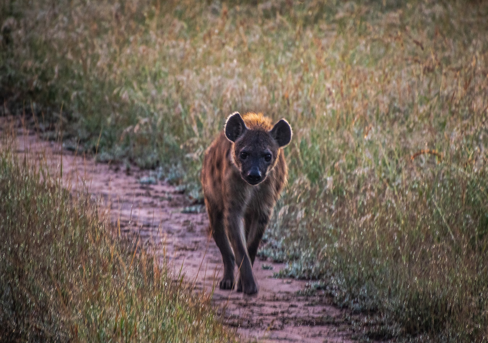 Encounter Hyenas in Maasai Mara - Wildlife Adventure