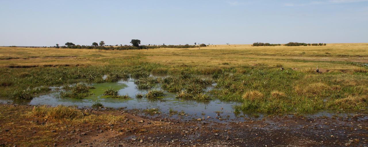 Explore Lemek Conservancy - Maasai Mara's Serene Wilderness