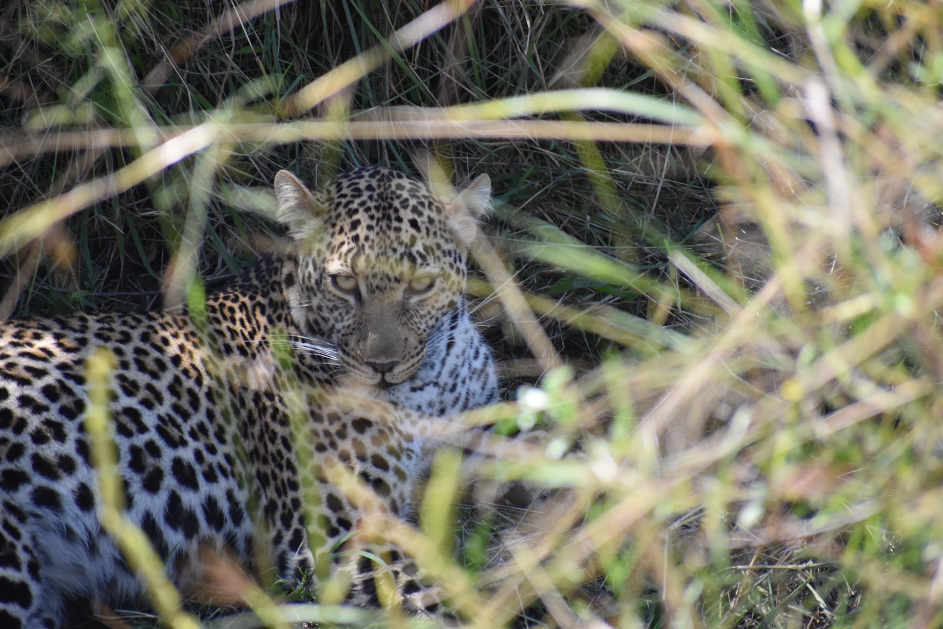 Masai Mara Weather in June | Travel Tips