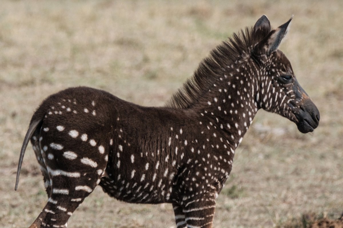 Rare Polka-Dot Zebra Foal - Maasai Mara Discovery | Kenya Masai Mara ...