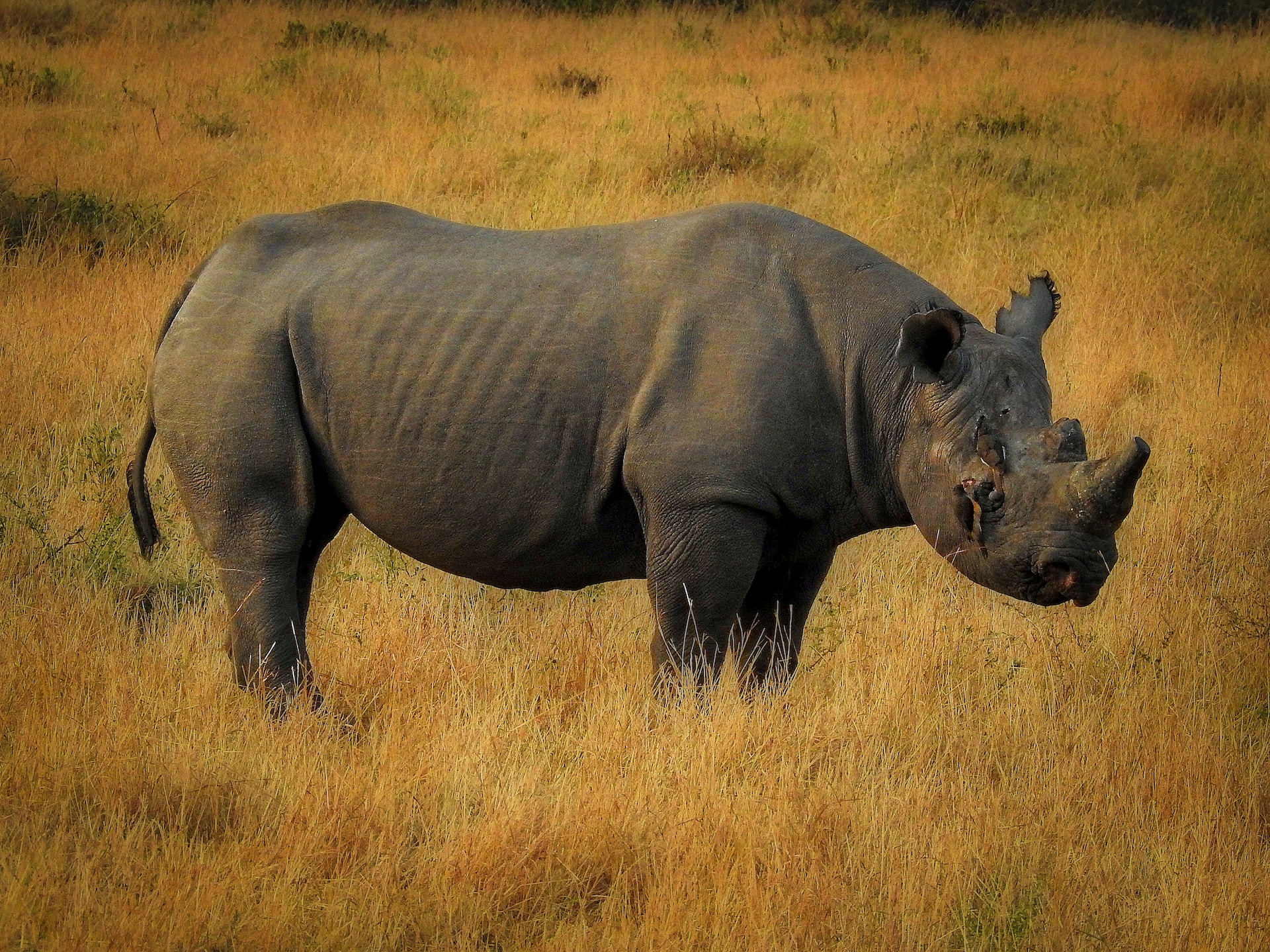 Explore the Big Five Animals - Safari Adventure | Masai Mara Website