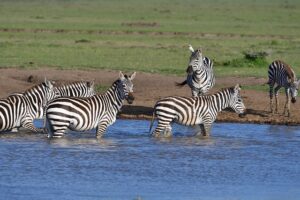 The Mara River in the Serengeti-Mara Ecosystem
