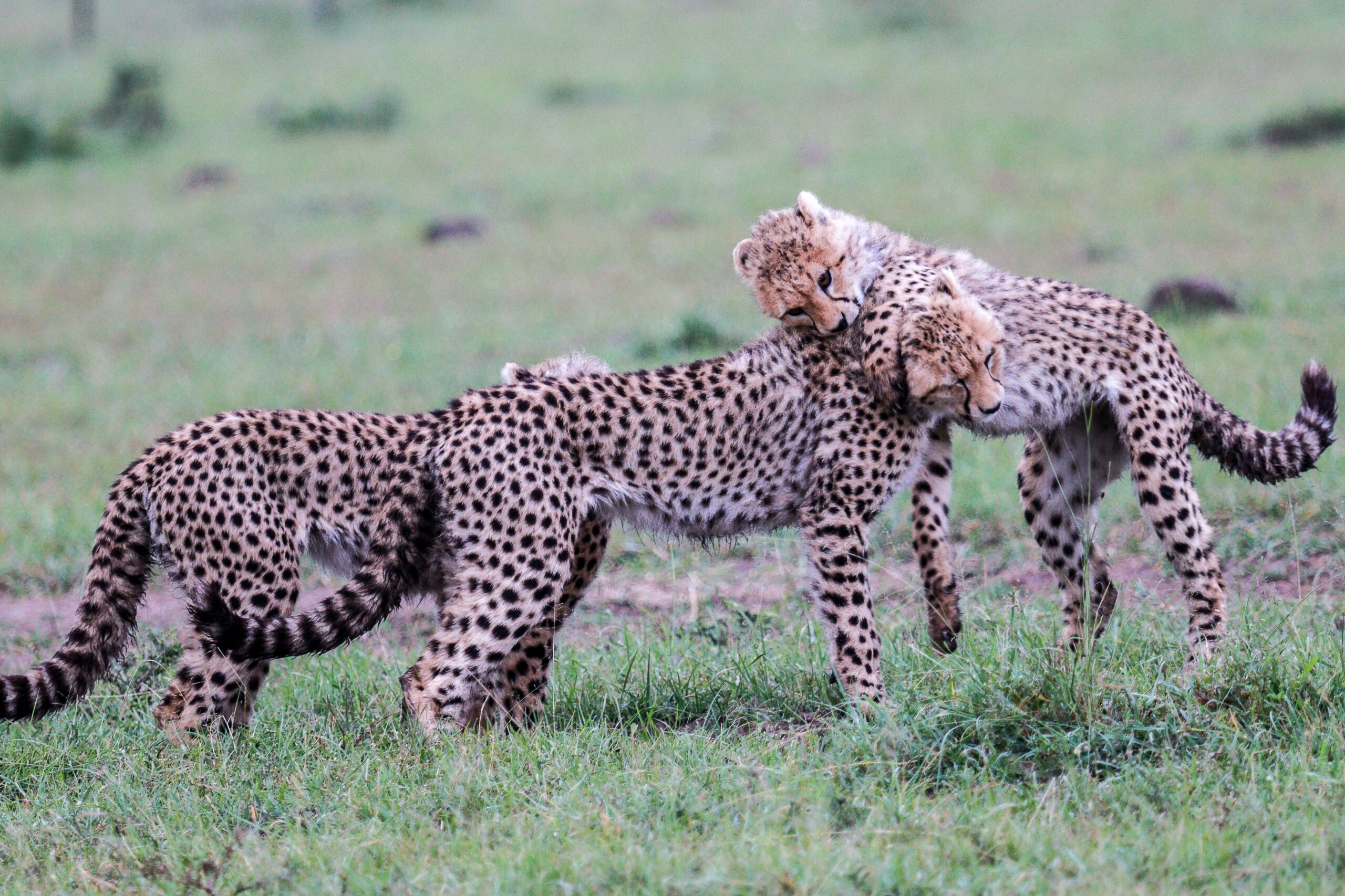 Encounter Leopards in Maasai Mara - Wildlife Adventure