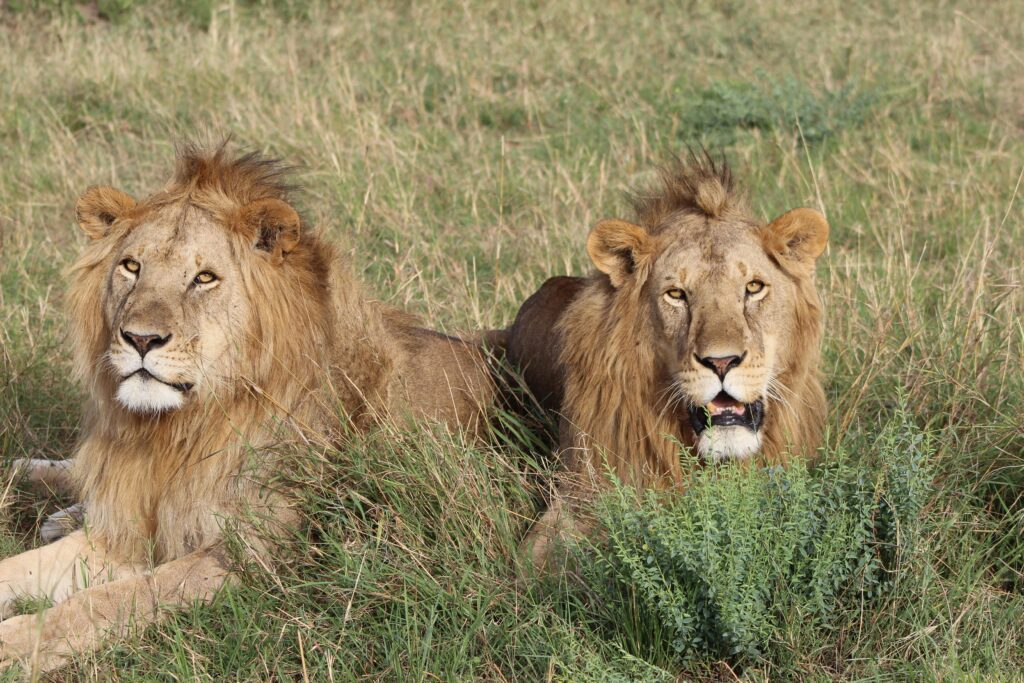 Explore the Big Five Animals - Safari Adventure | Masai Mara Website